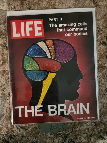 Life Magazine / October 22 1971 / No Label / The Brain / Cells Command ...