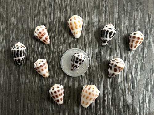 Hebrew Cone Shell from Japan Okinawa shell 10pieces 1.3cm to 1.6 cm | eBay