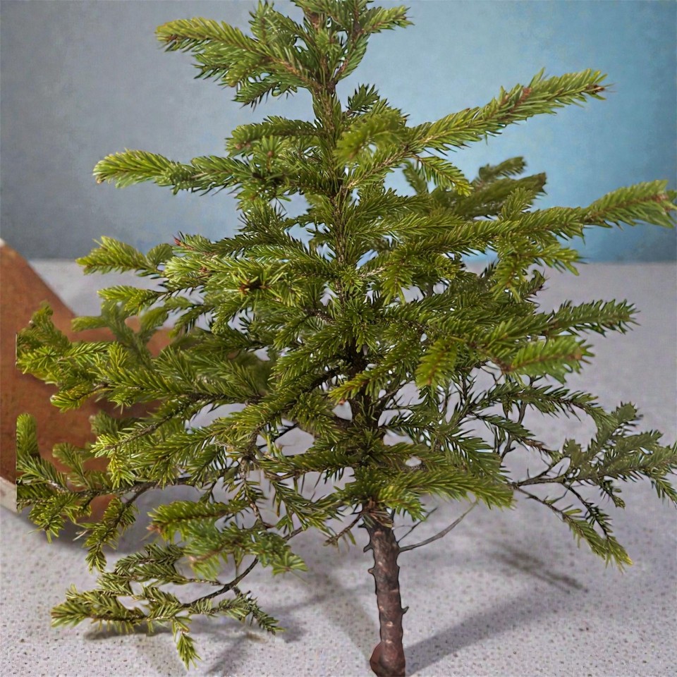 22 ” White Spruce Wild Collected Pre Bonsai Raw Material | eBay