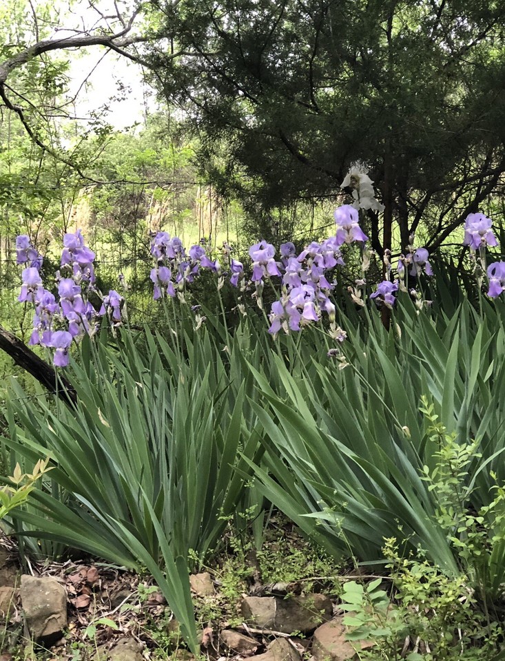 Bearded Iris mixed colors 25 Bulbs Rhizomes Sprouts Flowers Perennial ...