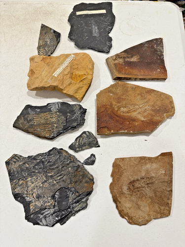 Fossils - Plants in Shale - Fish & Shells in Stones - Nice Collection ...