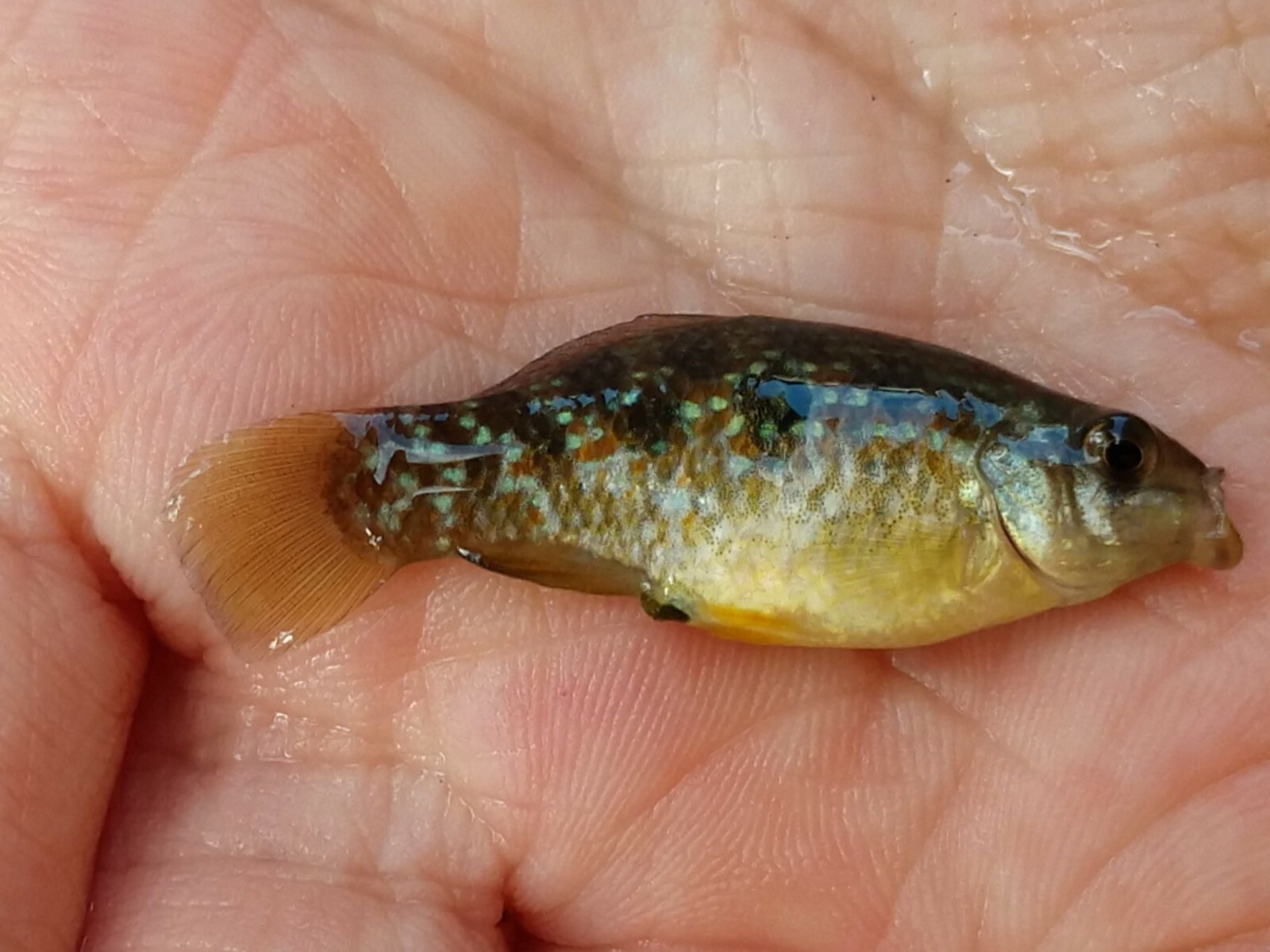 Killifish for sale >> killi.co.uk