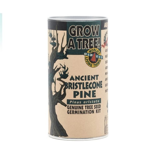 Grow Your Own Ancient Bristlecone Pine Tree Kit - Complete DIY Planting ...