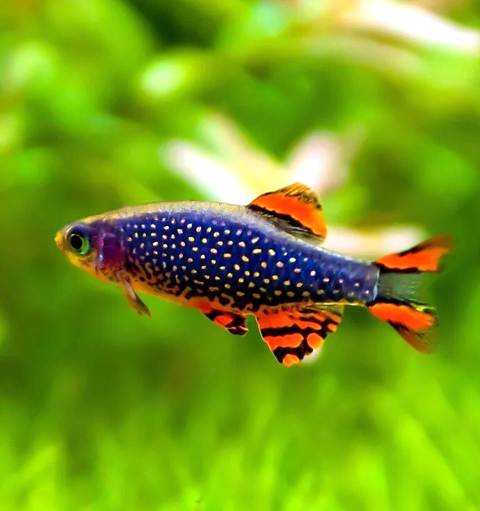 5+1 Celestial Pearl Danios USA BRED! CPD Dwarf Rasbora Nano Fish HIGH ...