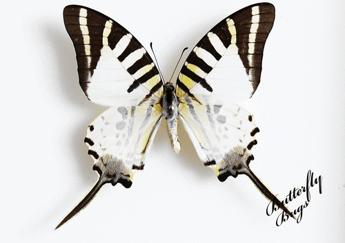 Pathysa antiphates | eBay