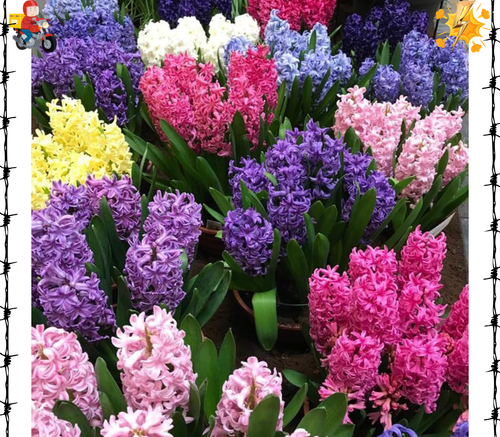 50-Pack Mixed Hyacinth Bulbs – Fragrant Spring Flowers in Assorted ...