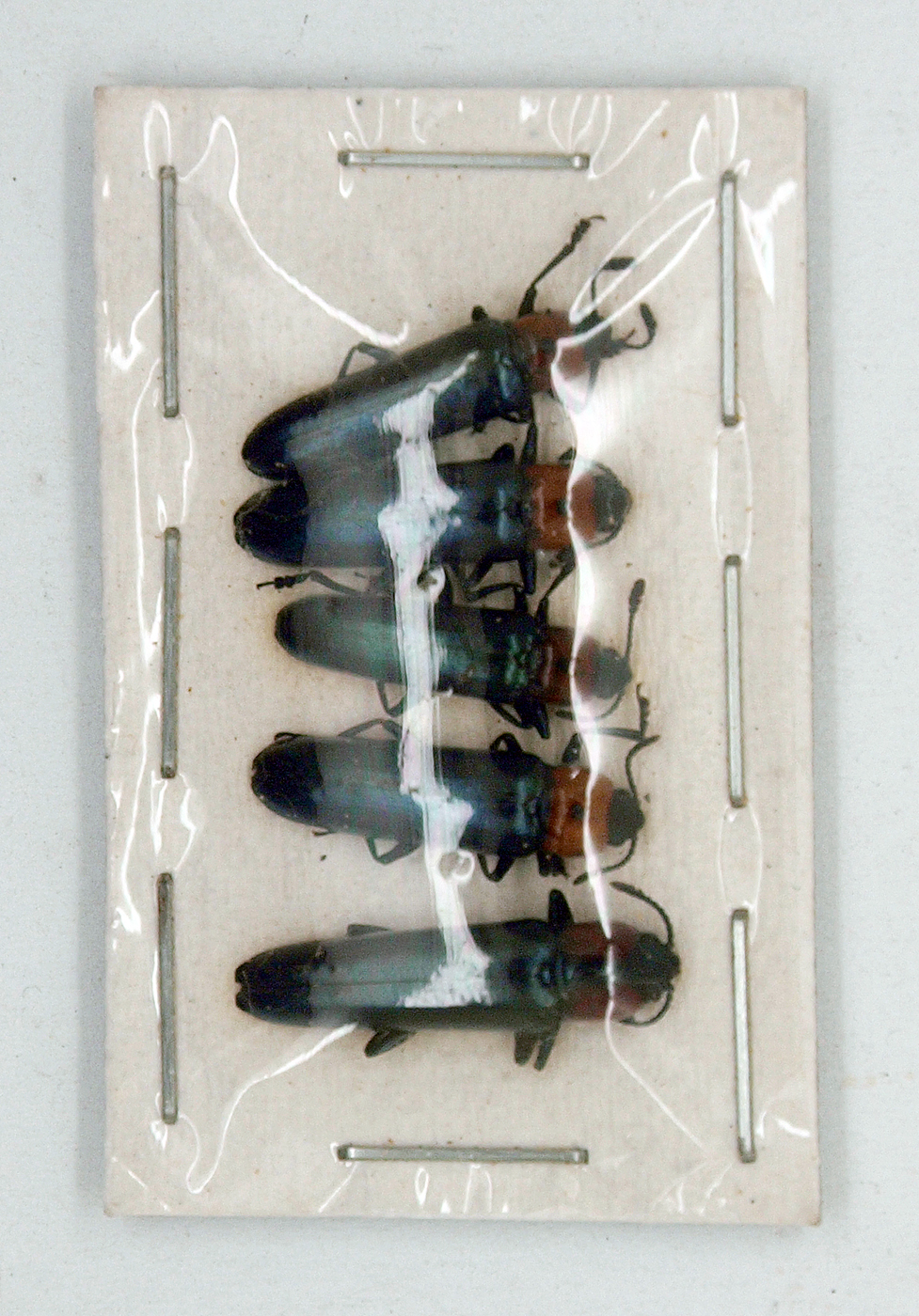 Beetles -Languriidae - Languriidae sp - Chiangmai, Northern Thailand ...