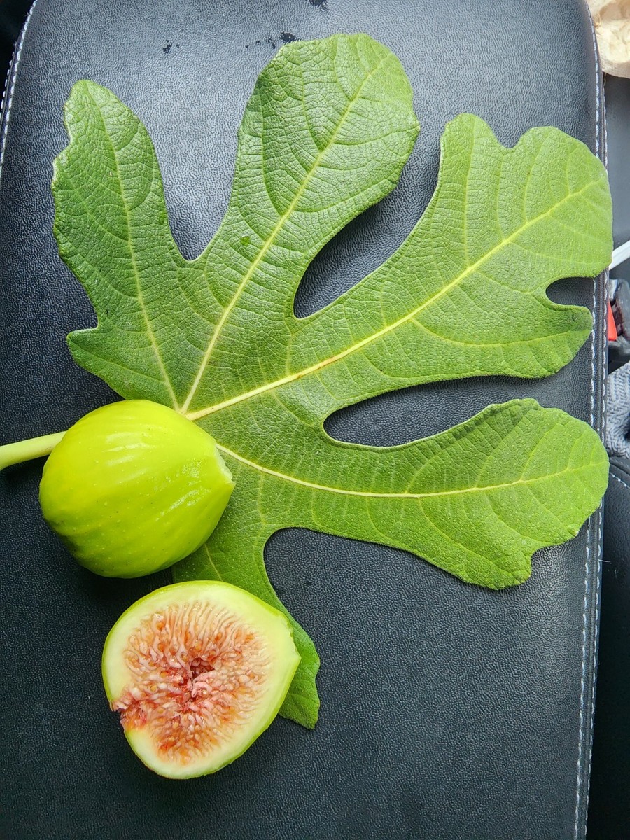 Kadota Fig Tree White Kadota Fig Fruit Tree Productive, Low Heat
