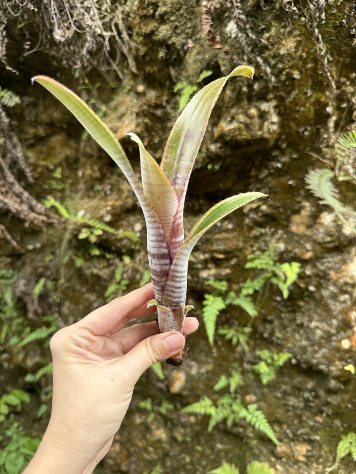 Bromeliad Billbergia ‘Ralph Graham French’ | eBay