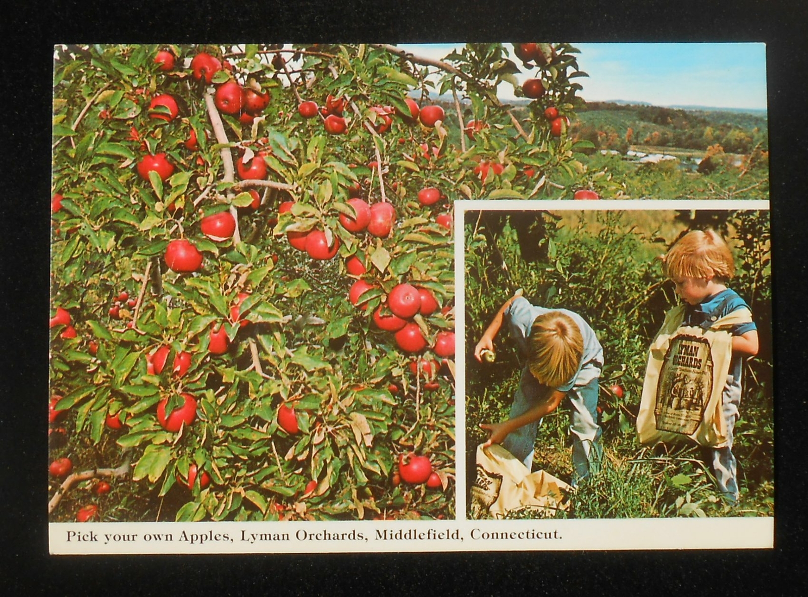 1970s Pick Your Own Apples Lyman Orchards Kids with Bags Middlefield CT ...