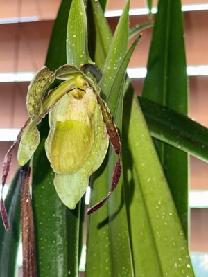 Phragmipedium Denis Kleinbach ('Waunakee Warrior' x Manzur la Aldea) | eBay
