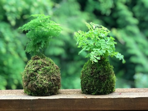 “Kokedama” Traditional Japanese Moss Ball Garden – Handmade with Live ...