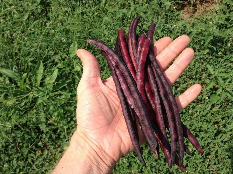 TOP PICK Pinkeye Purple Hull Peas 500+~4oz Seed Southern Cowpea ...