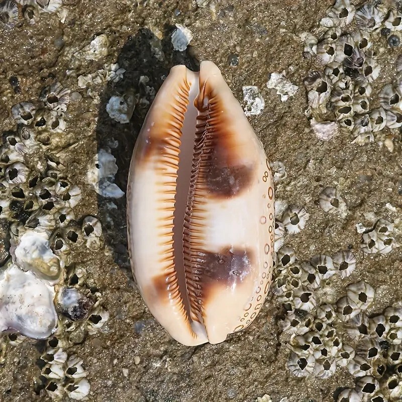 Large Cypraea Argus Eyed Cowrie Natural Seashell Rare Real Beach Home ...