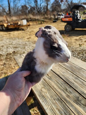 Shoulder Mount Rabbit bunny taxidermy racoon snake hunting mount ...