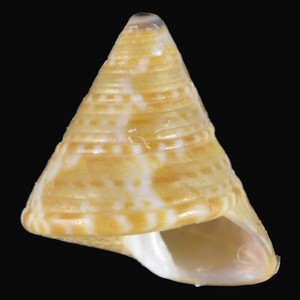 xavishells | eBay Stores