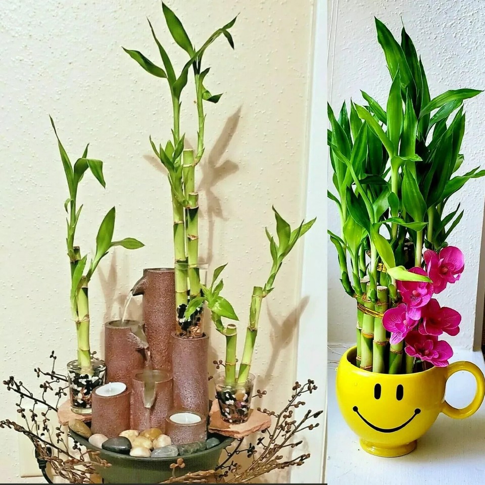 7 Lucky Bamboo Plant seeds, Feng Shui, GIFT, Live Plant Seeds Wedding ...