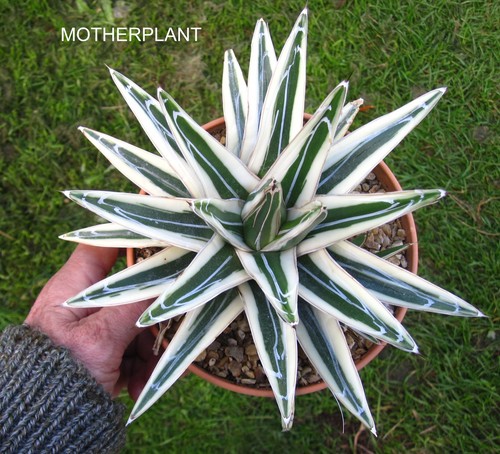 Agave victoria Reginae " WHITE RHINO " 11 cm | eBay UK