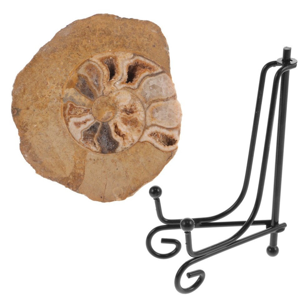 Ornament Model Decor Specimen Decoration | eBay UK