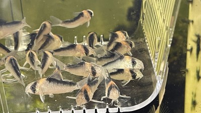 Corydoras - Adolfoi Cory ( Package 6 Pcs ) | eBay