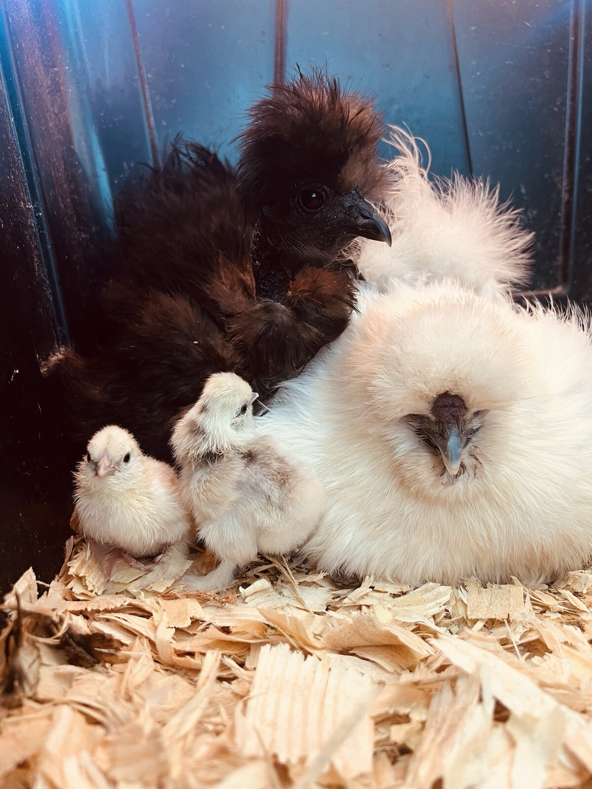 4++ 🐣 Assorted Fertile Silkie & Polish & Cochin Bantam Chicken Hatching ...