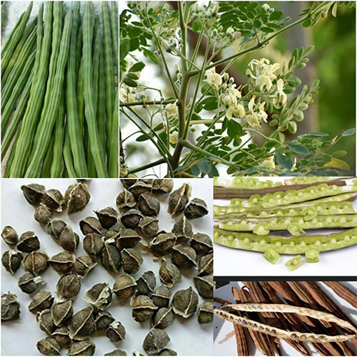 Moringa Seeds For Planting