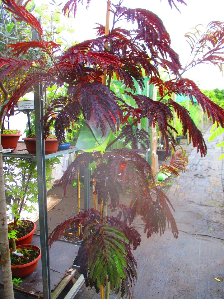 6ft inc. pot Hardy RED Persian Silk Tree Albizzia julibrissin Summer ...