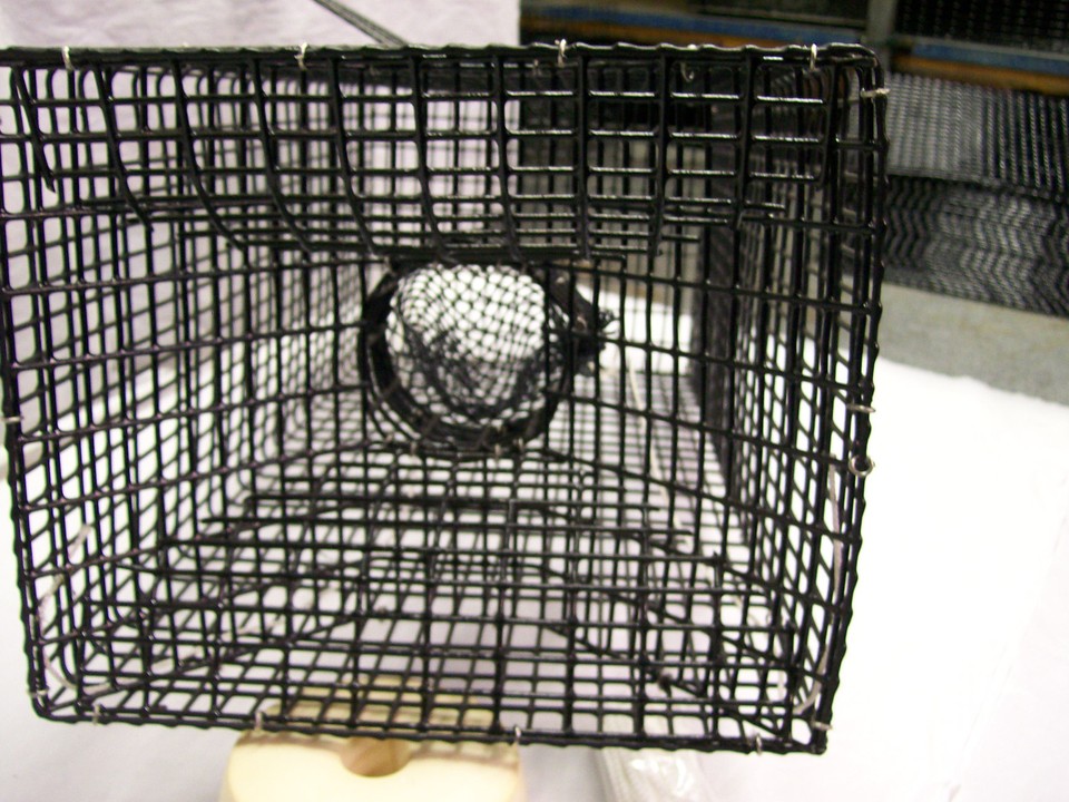 E-Z Catch Custom Commercial Eel Pot, Trap, Buoy & Rope PVC Coated Ready ...