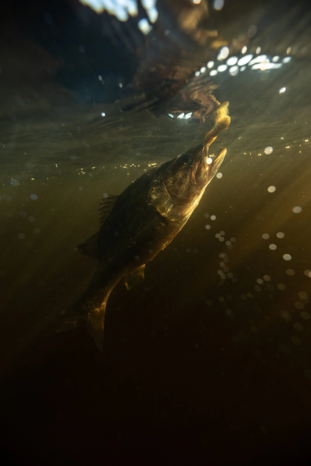 Perfection Lures Dudley's Pre-Rigged Soft Plastics Bass Fishing Kit ...