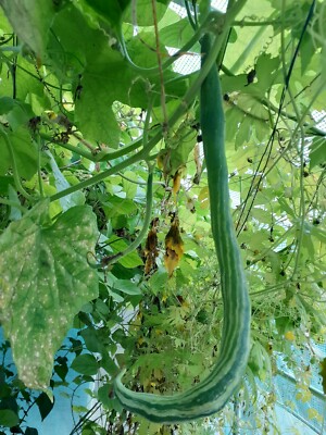Snake Gourd - Chichinga Padval Kohi - Bangladeshi Asian Thai Vegetable ...
