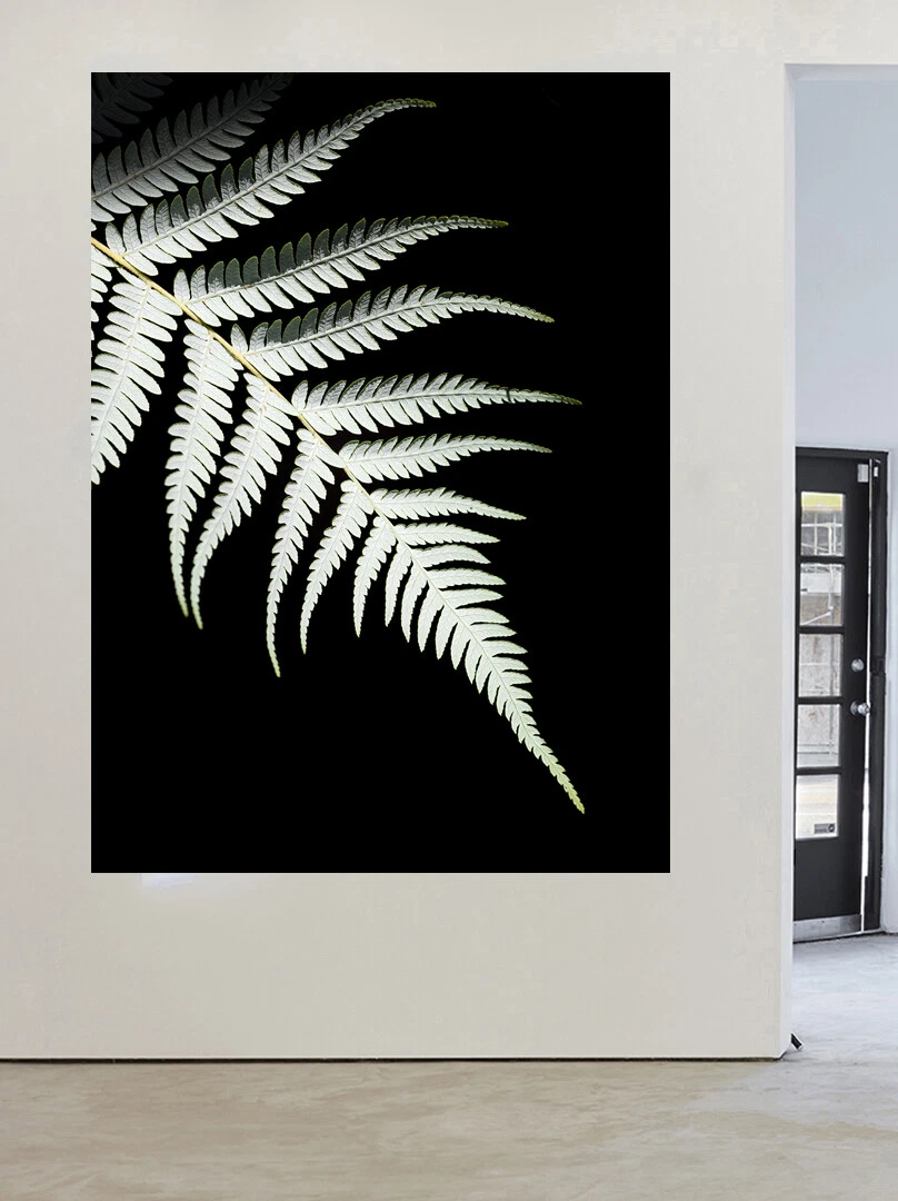Black Silver Fern Nz