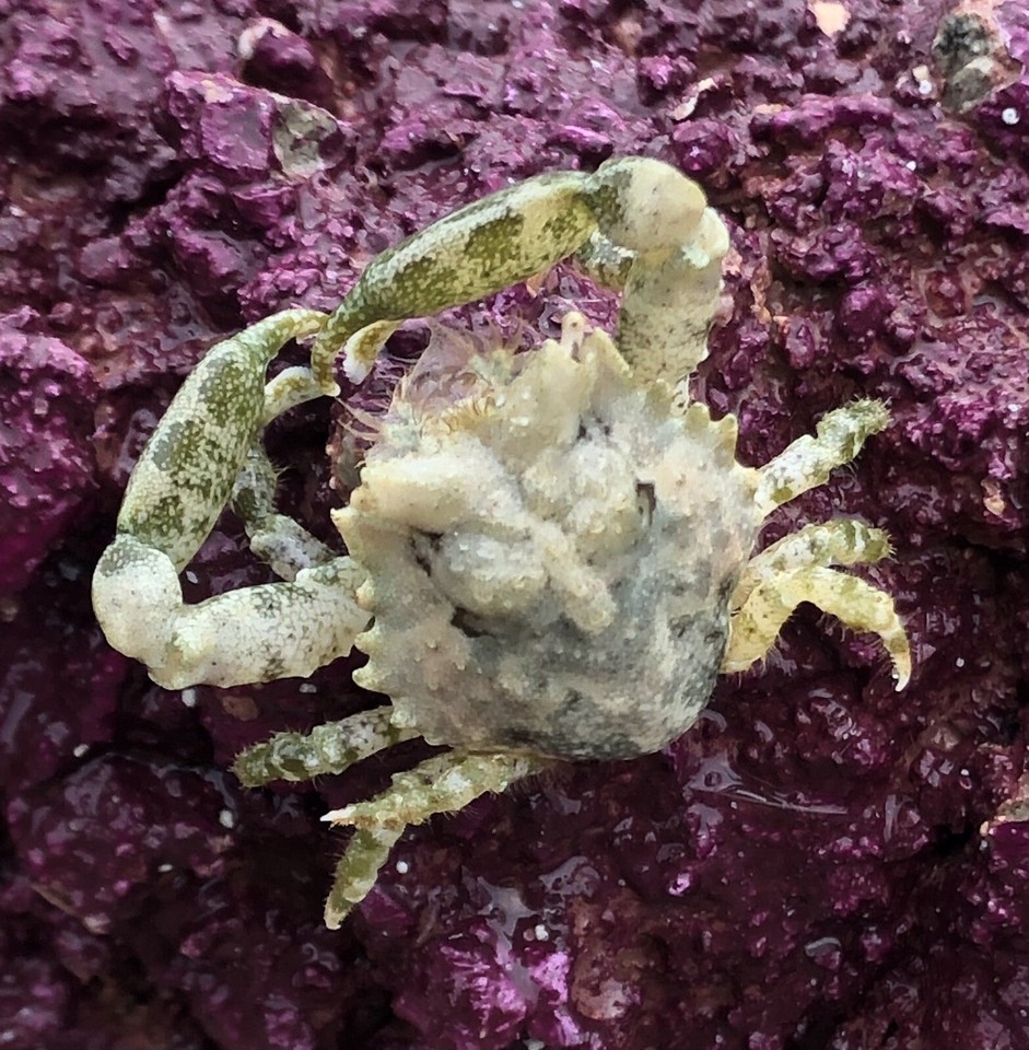 Pitho Crabs- 5 Pack_ Cleaning Crew- Saltwarer Aquarium | eBay