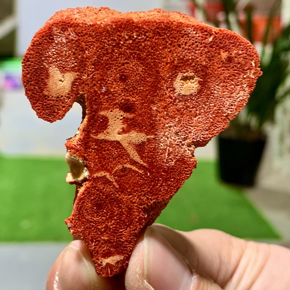 22G Natural Red coral reef Cluster Ocean Mineral Crystal Specimen | eBay