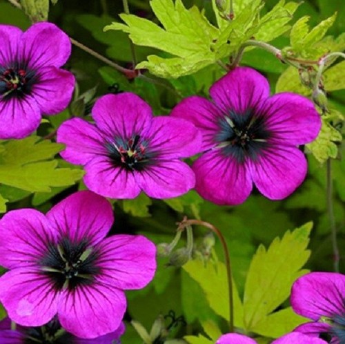 GERANIUM 'Anne Thompson' A.G.M. - Hardy Perennial Plant - ex 9cm (P9 ...