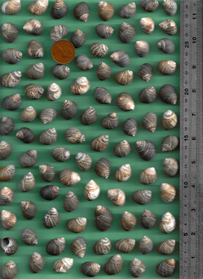 96 Well Worn UK NORTH SEA Scottish COMMON PERIWINKLE sea shells 247g ...