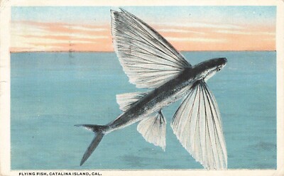 Postcard Flying fish Catalina Island California | eBay