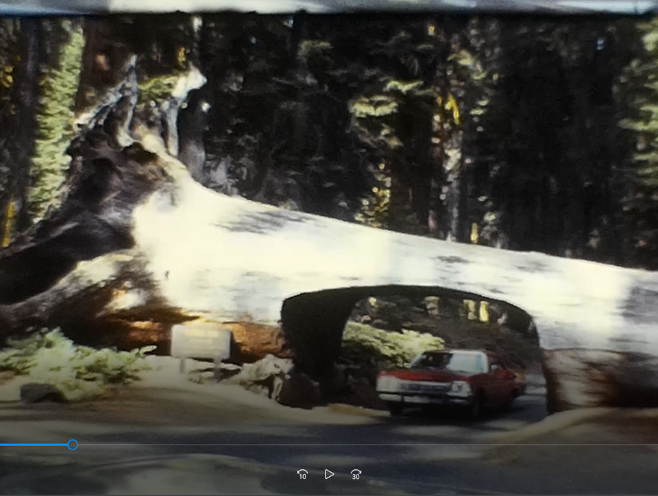 CALIFORNIA REDWOOD GIANT TREES TRIP CA VINTAGE SUPER 8 HOME Movie Film ...