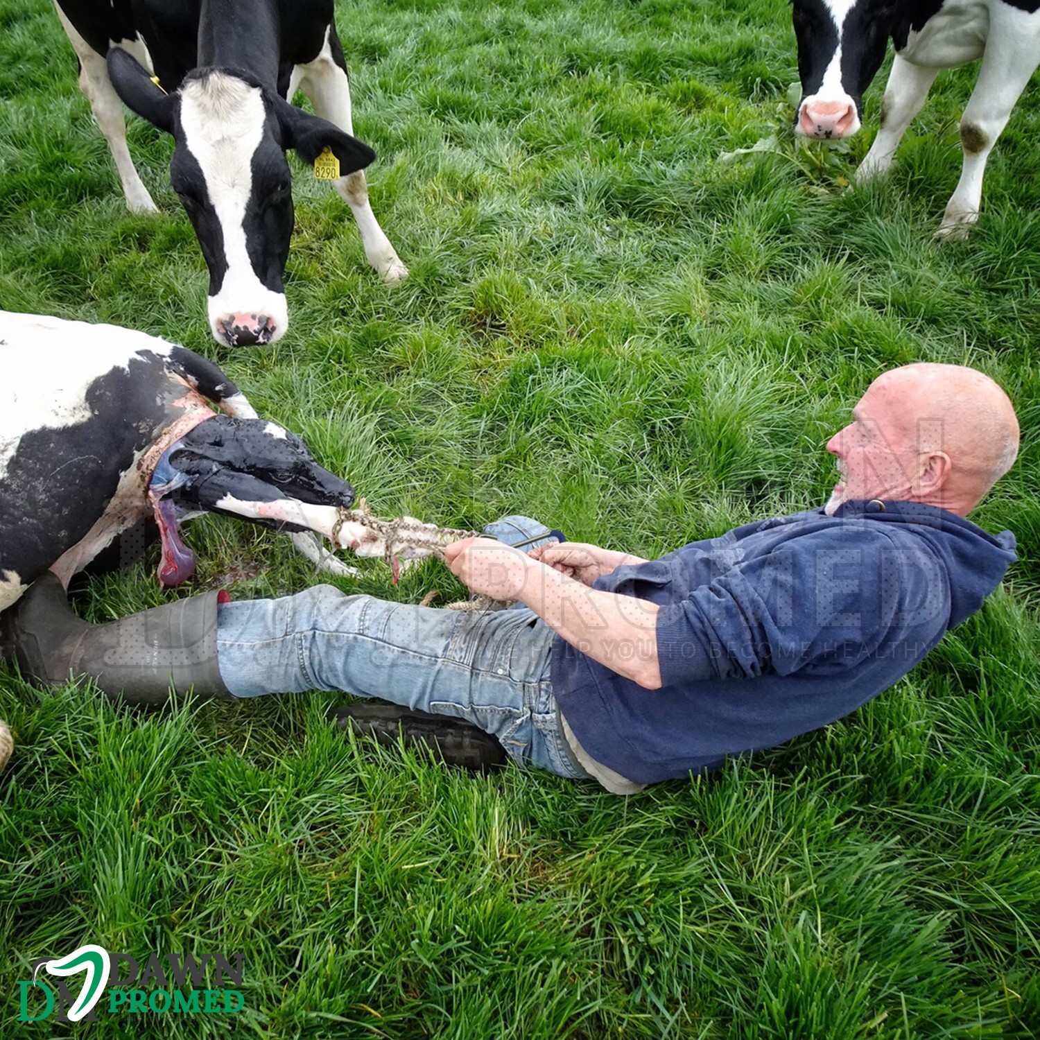 2 Pcs Calf Puller Chain Hook Handle Cow Birth Calving PVC Grip Vet ...