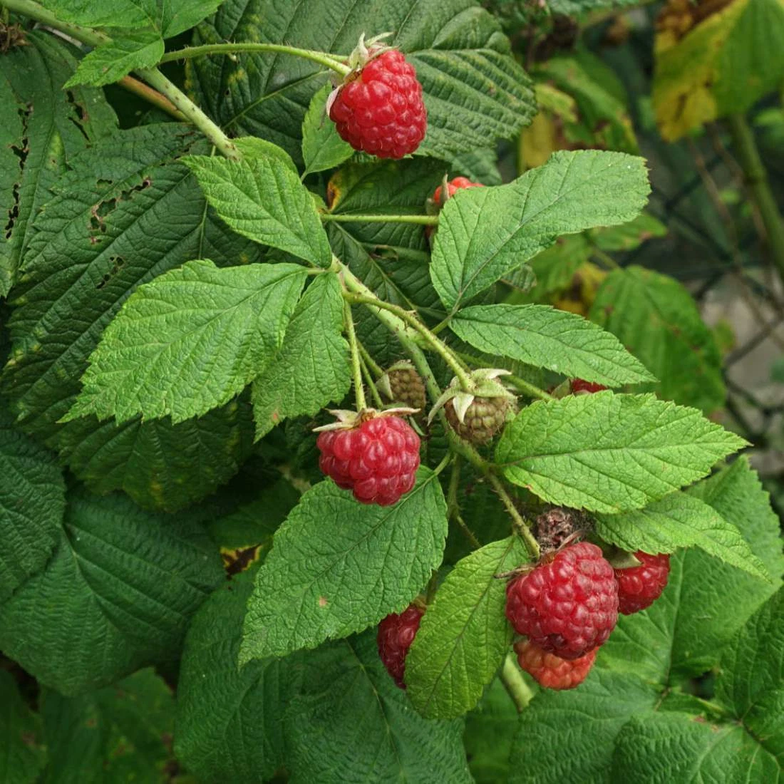 Rubus Idaeus Leaf