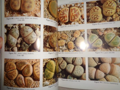 Lithops: Treasures of Loveliness by Steven Hammer (Paperback, 1999 ...