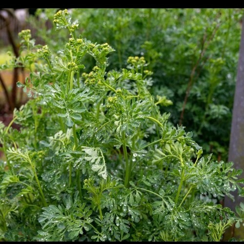 50 Common Rue (Medicinal Herb) Seeds .(Garden Rue/ Herb of Grace/Ruta ...