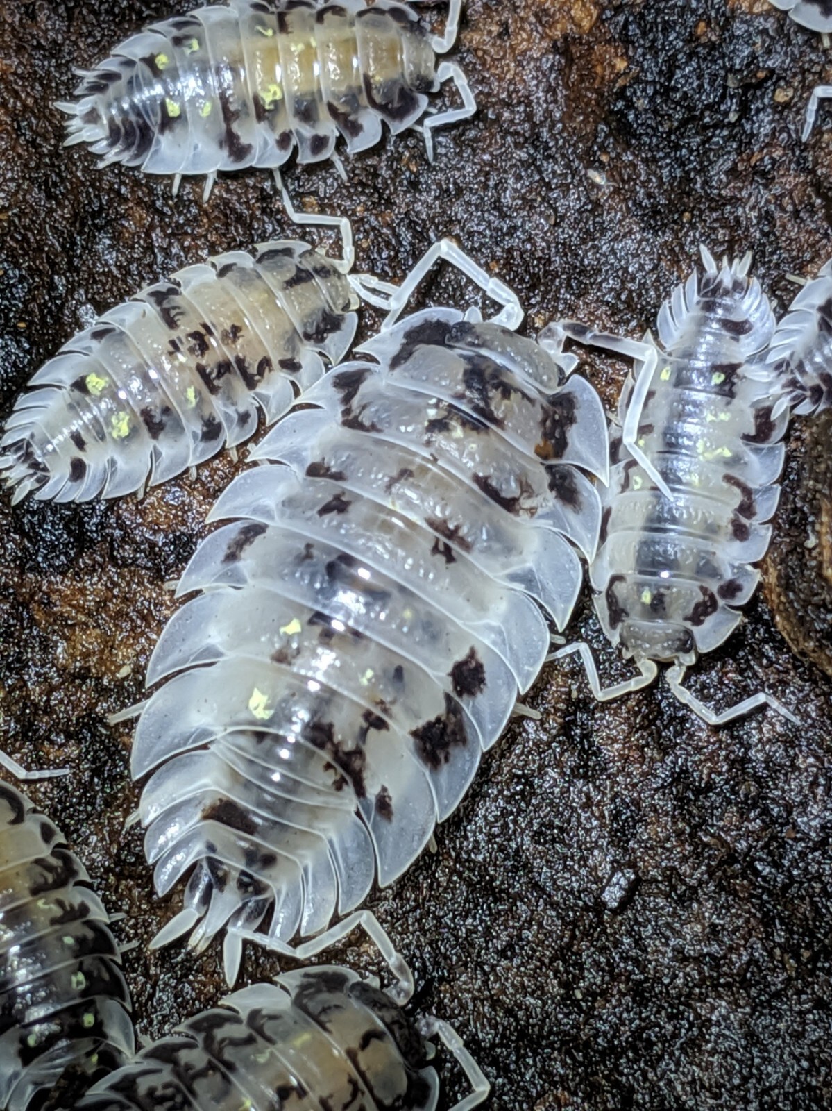 10+ Oniscus Asellus Mardi Gras Dalmatian Isopods Bioactive Live ...