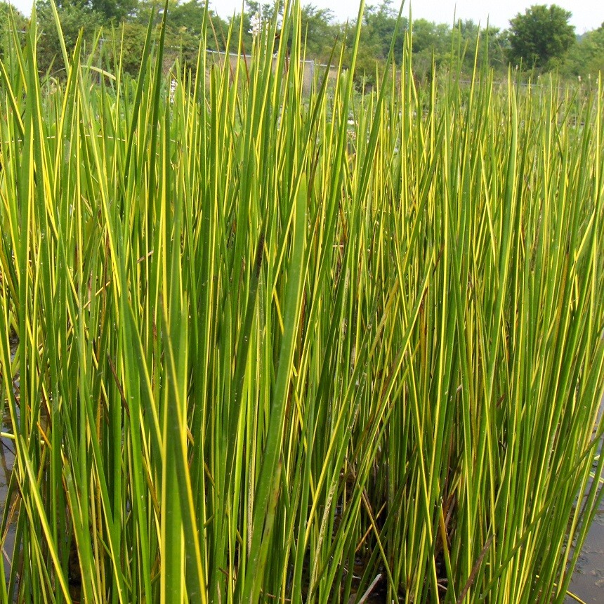 Variegated Rush Winter Hardy Aquatic Marginal Pond/Bog Plant Buy 2 Get ...