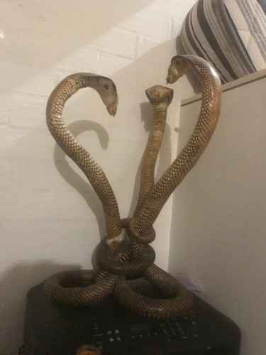 Three headed cobra taxidermy statue | eBay Australia