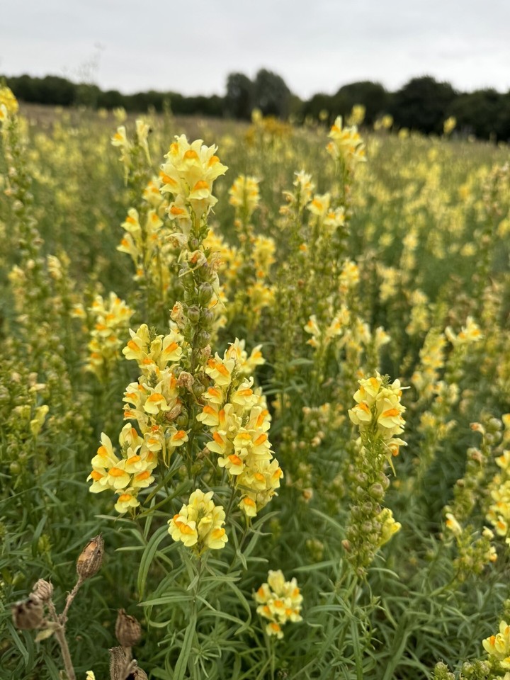 Common Toadflax - Linaria vulgars - 200 Seeds - Hardy Perennial Flower ...