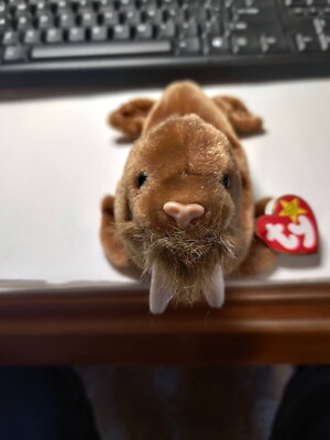 Ty Beanie Babies Walrus named "Paul" Collectible (Get It?) ;) | eBay