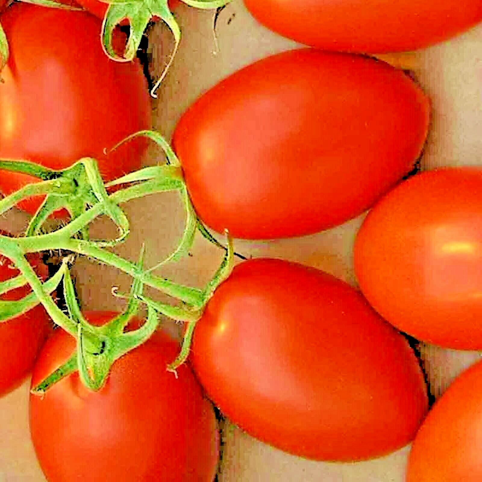 200+ ROMA TOMATO SEEDS 🍅 | HEIRLOOM SAUCE PASTE SWEET JUICY | | FREE ...