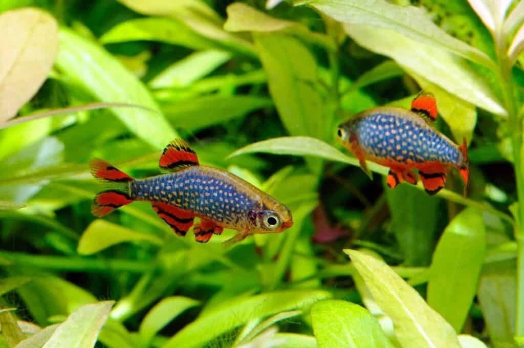 Galaxy Rasbora