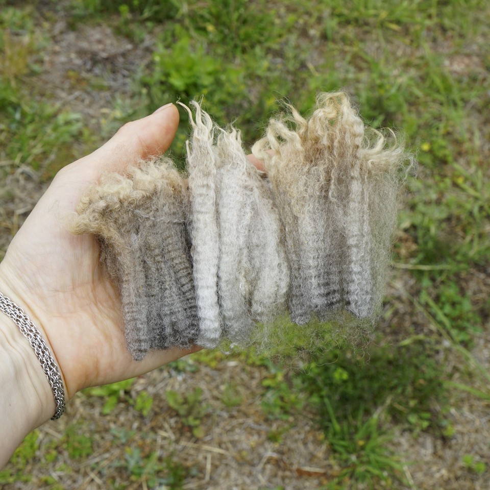 Corriedale Cross fleece Natural Grey 200g 100% Australian wool soft and ...