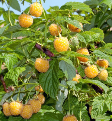 HONEY YELLOW raspberry -5 plants | eBay